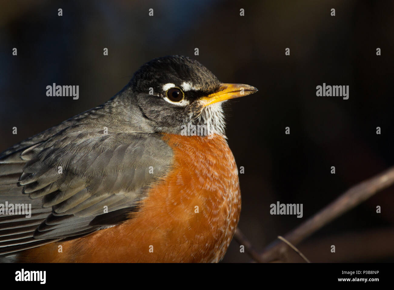 American robin portrait hi-res stock photography and images - Alamy