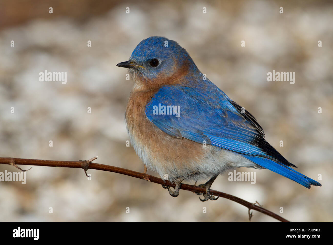 Male eastern bluebird hi-res stock photography and images - Alamy