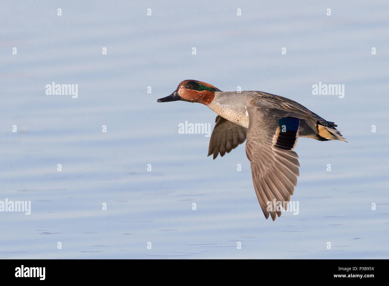 Teal in flight hi-res stock photography and images - Alamy