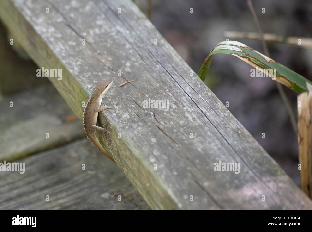Rail lizard hi-res stock photography and images - Alamy