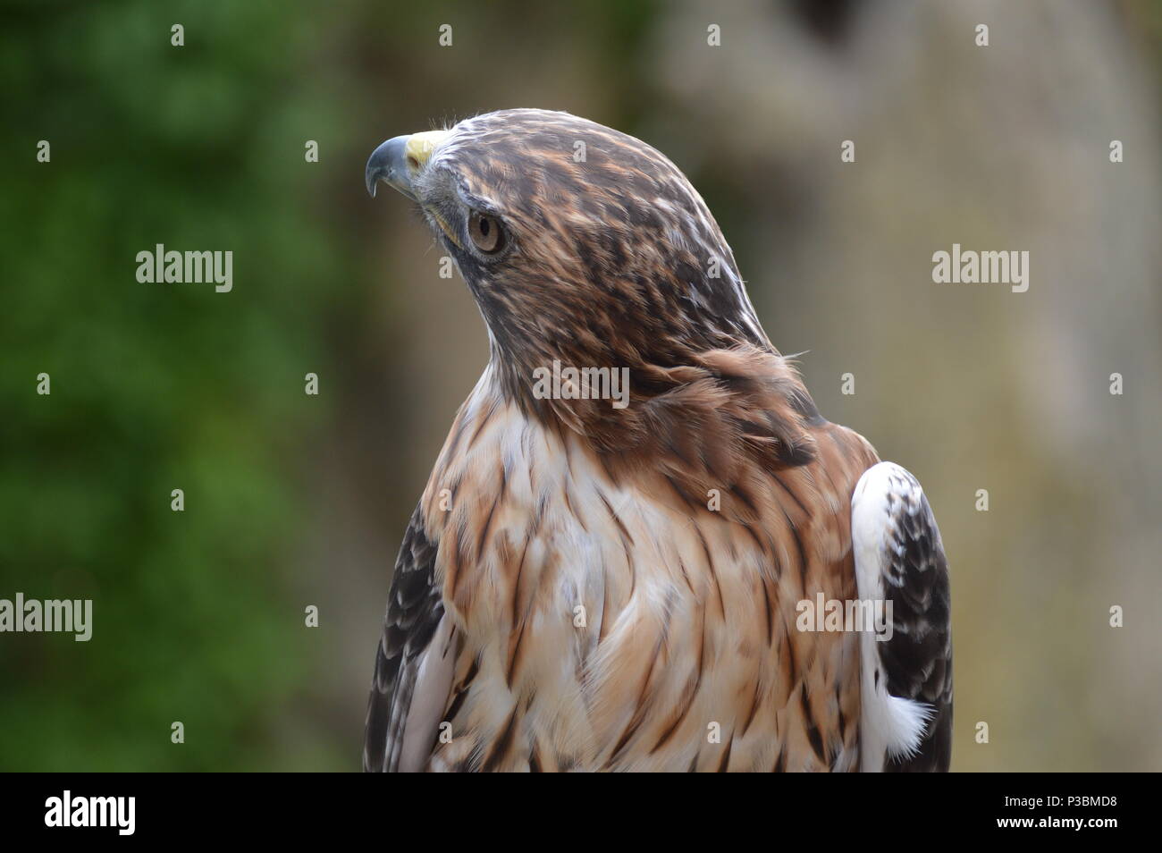 Close up red tailed hawk hi-res stock photography and images - Alamy