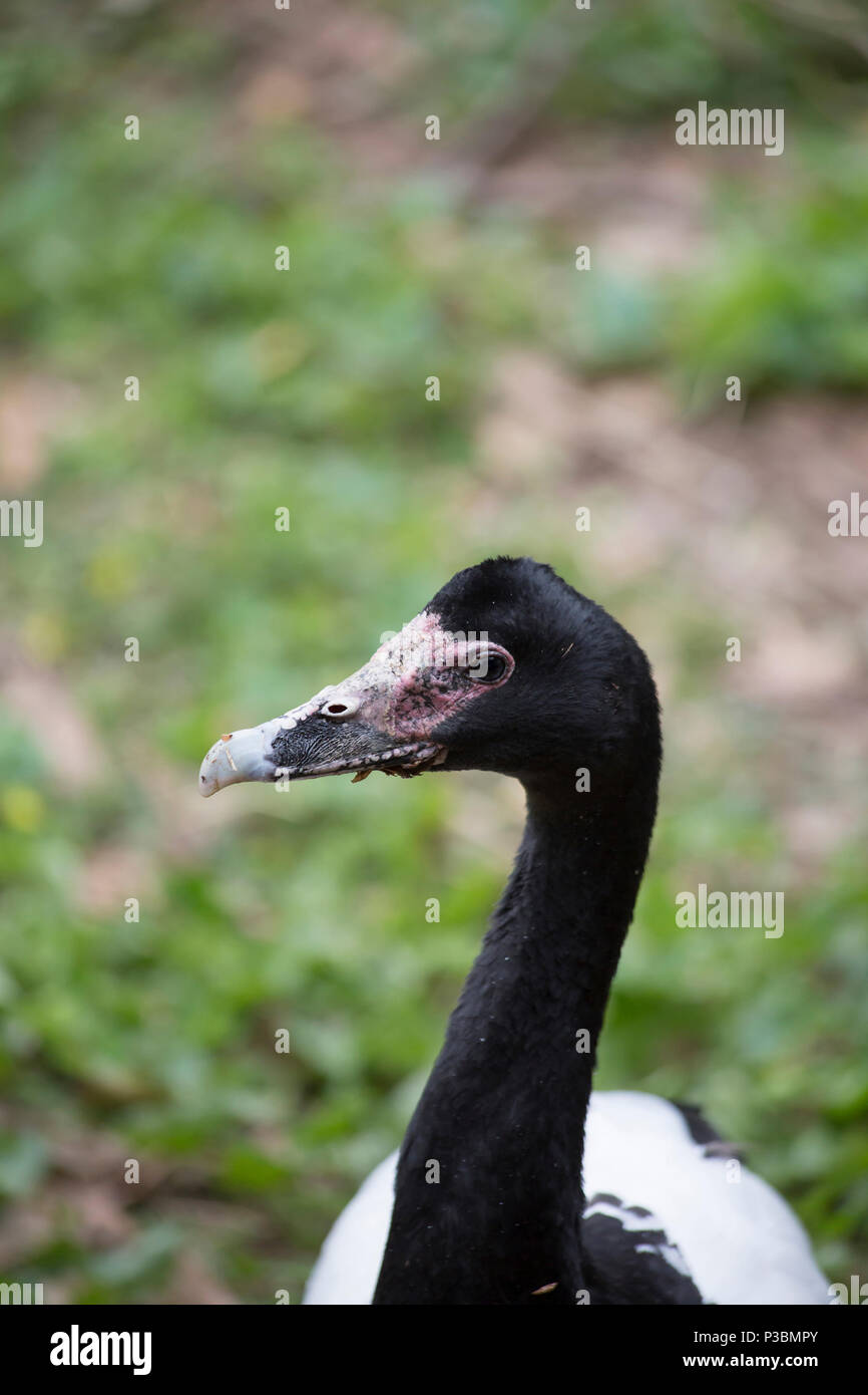 Close up of a magpie goose in a field Stock Photo - Alamy