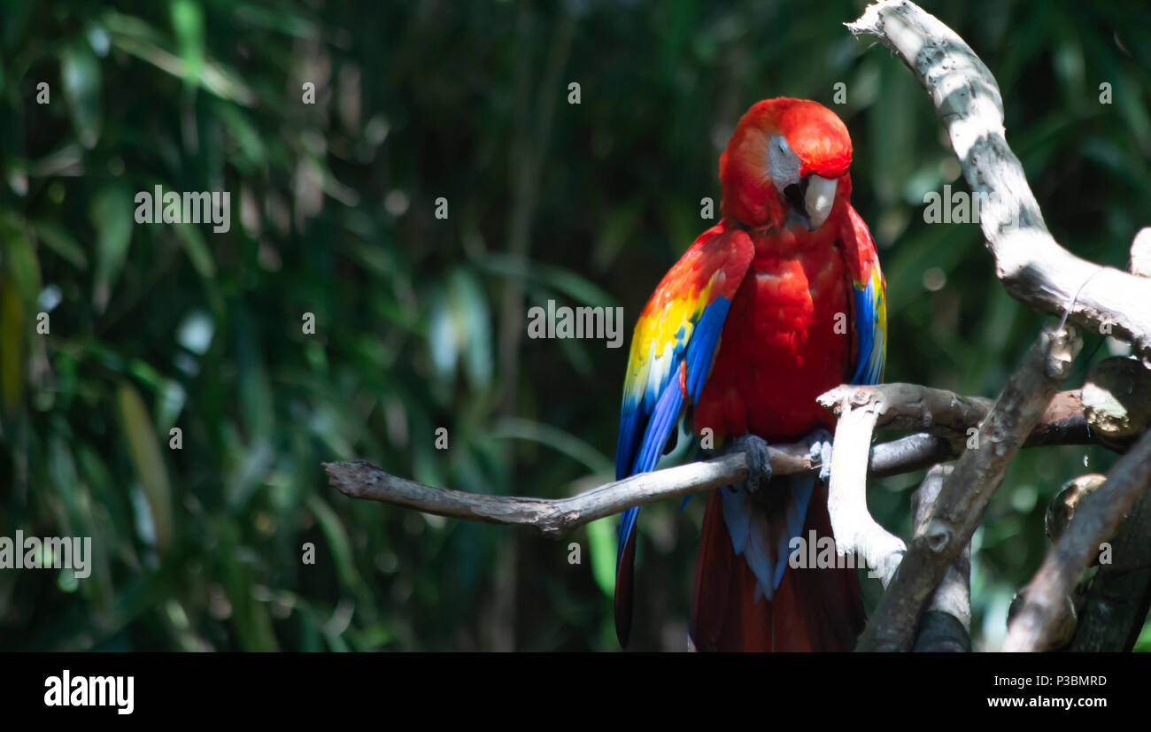 Scarlet macaw bird resting peacefully on a branch perch Stock Photo - Alamy