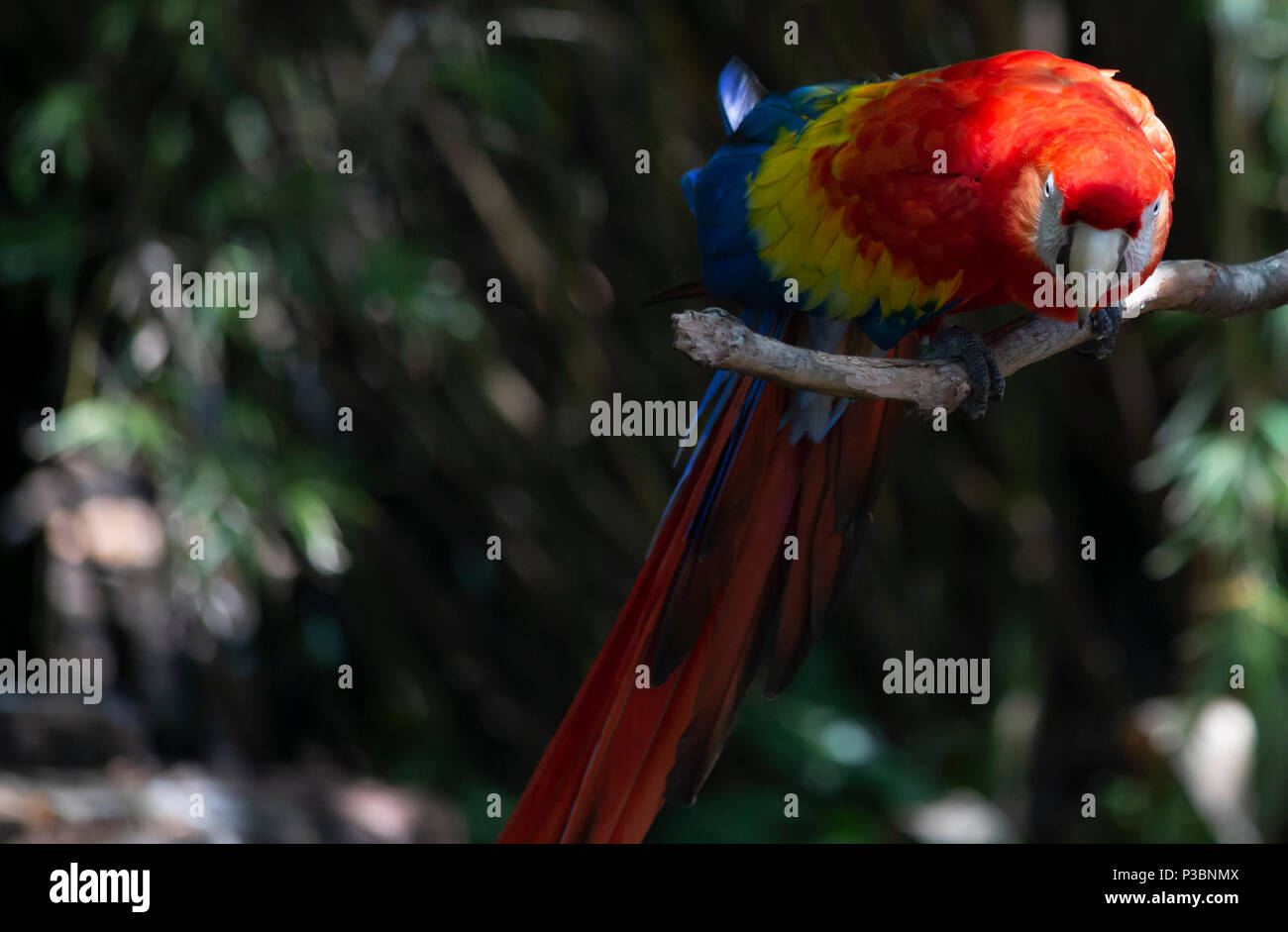 Scarlet macaw bird bent forward on a branch perch Stock Photo - Alamy
