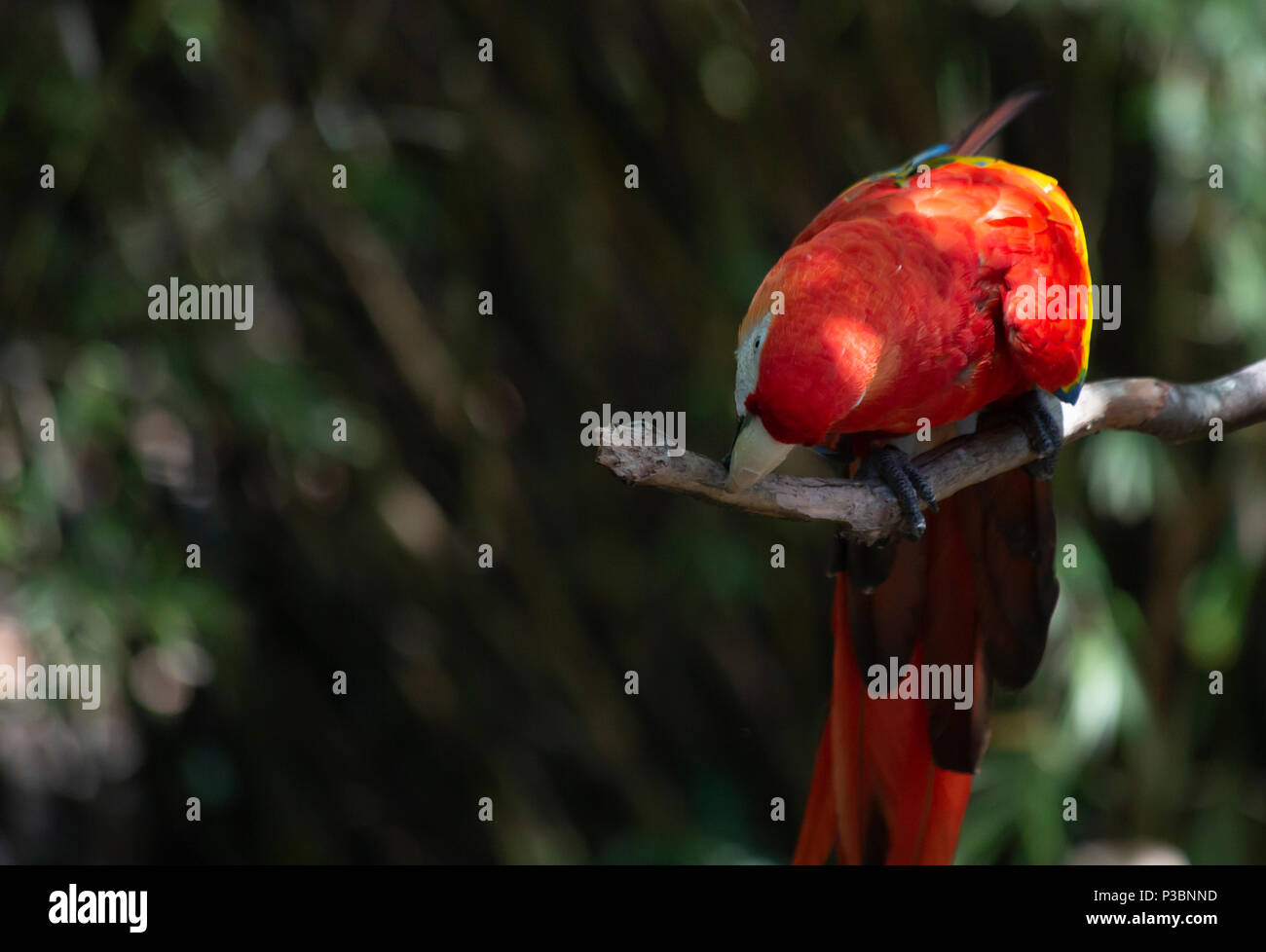 Vibrant scarlet macaw bird chewing on a branch Stock Photo - Alamy