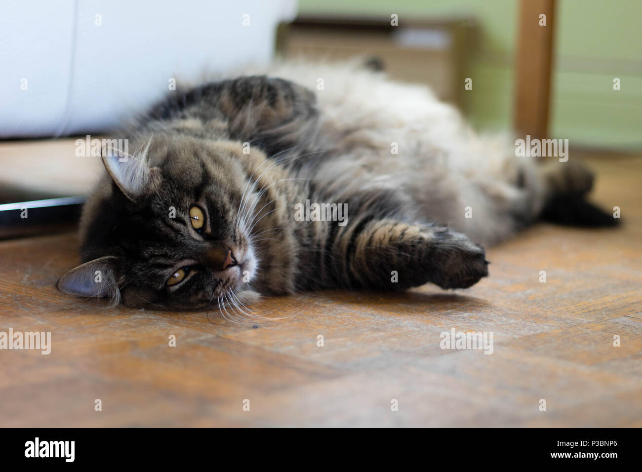 A mean kitty lying on the floor Stock Photo - Alamy