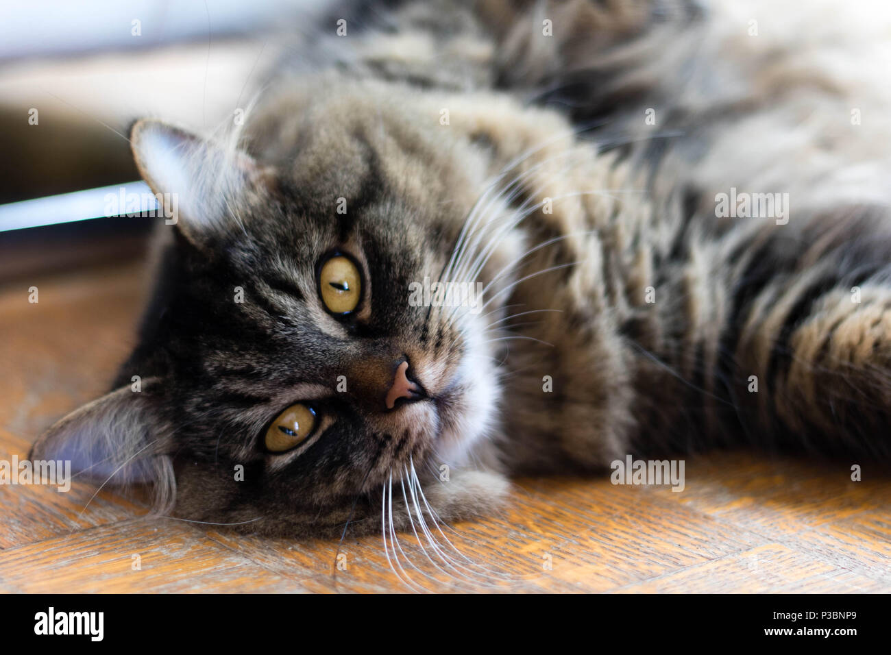 Mean mammal hi-res stock photography and images - Alamy