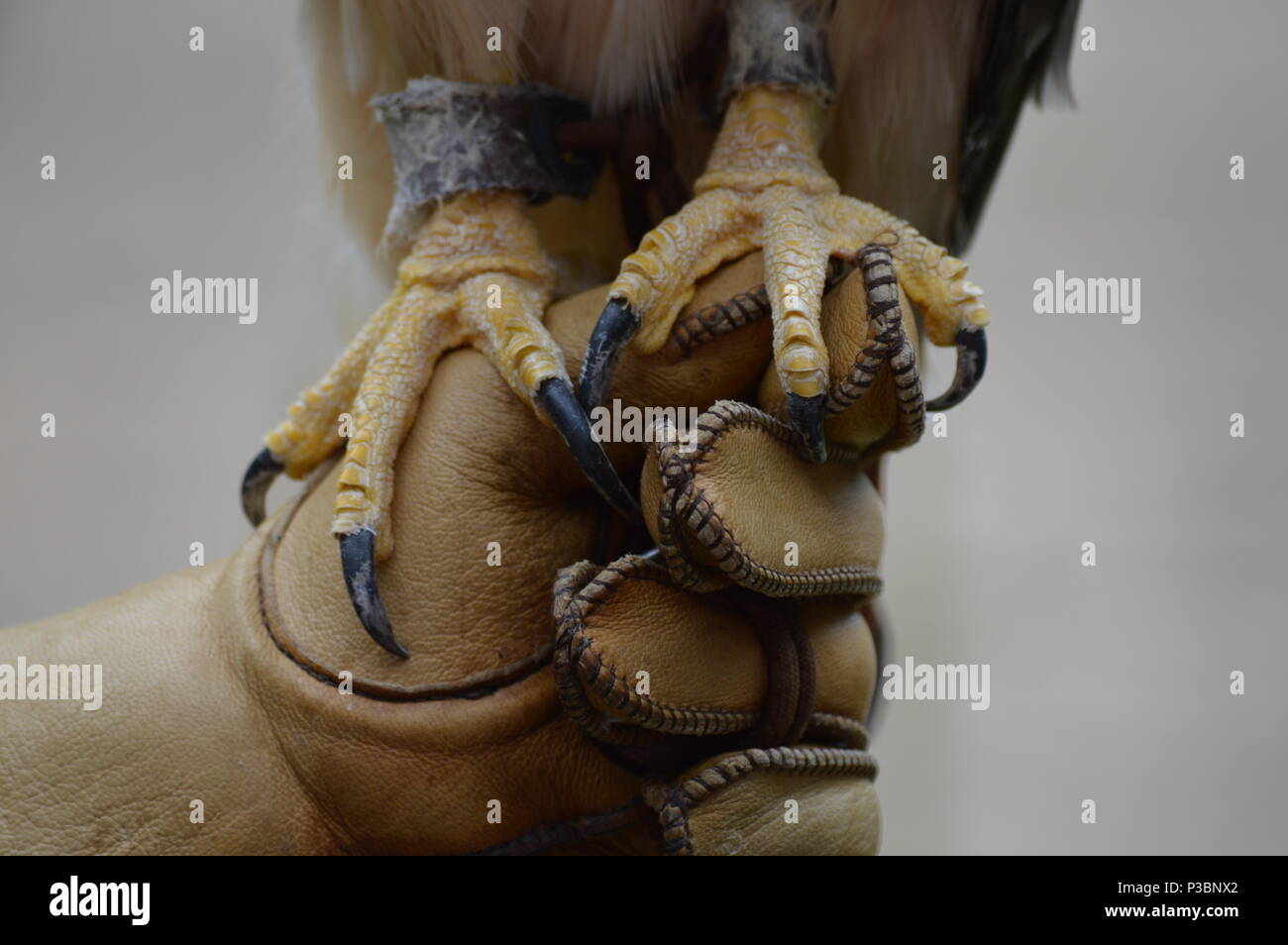 Red tail hawk talons hi-res stock photography and images - Alamy