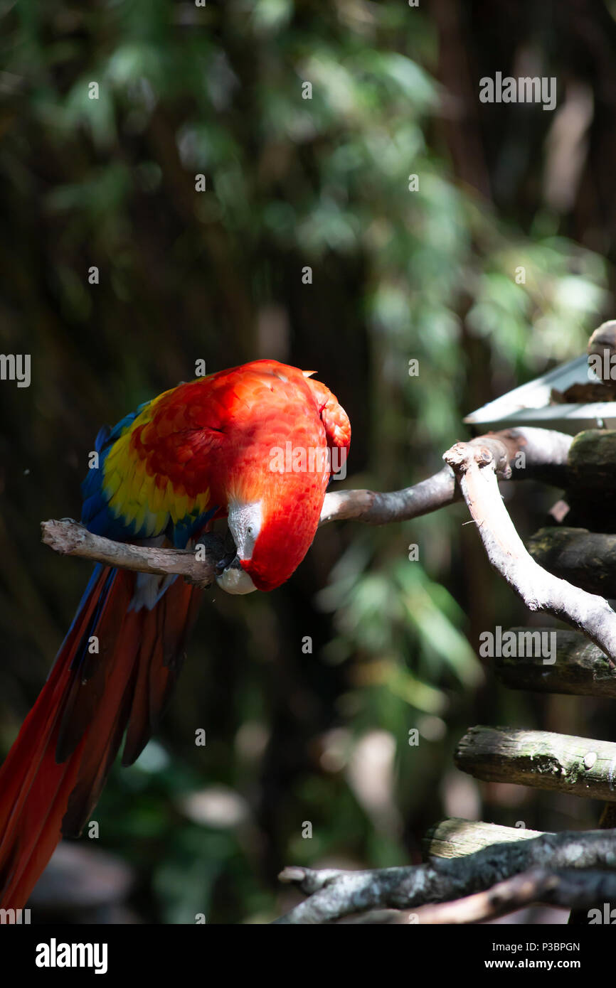 Vibrant scarlet macaw bird chewing on a branch Stock Photo - Alamy