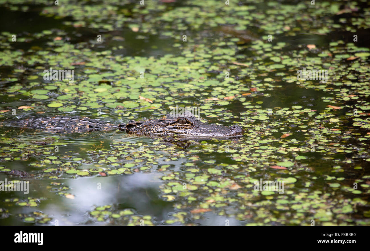 Alligator (Alligator mississippiensis) strolling through a shallow ...