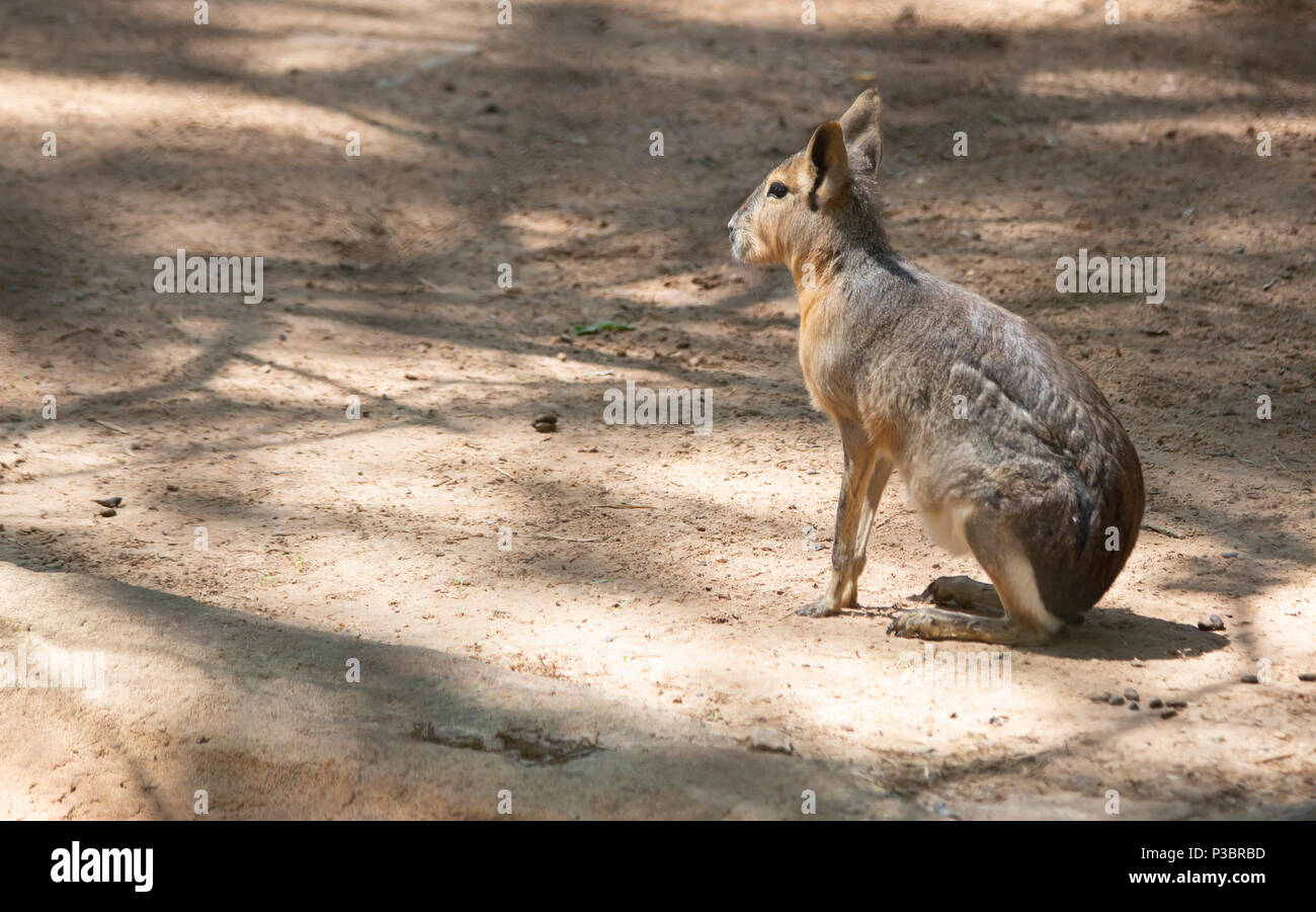 Small cavy sitting alone in a desert Stock Photo - Alamy