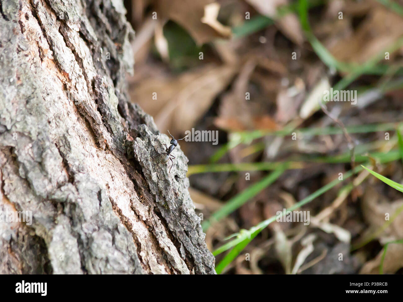 One black ant climbing along a tree Stock Photo - Alamy