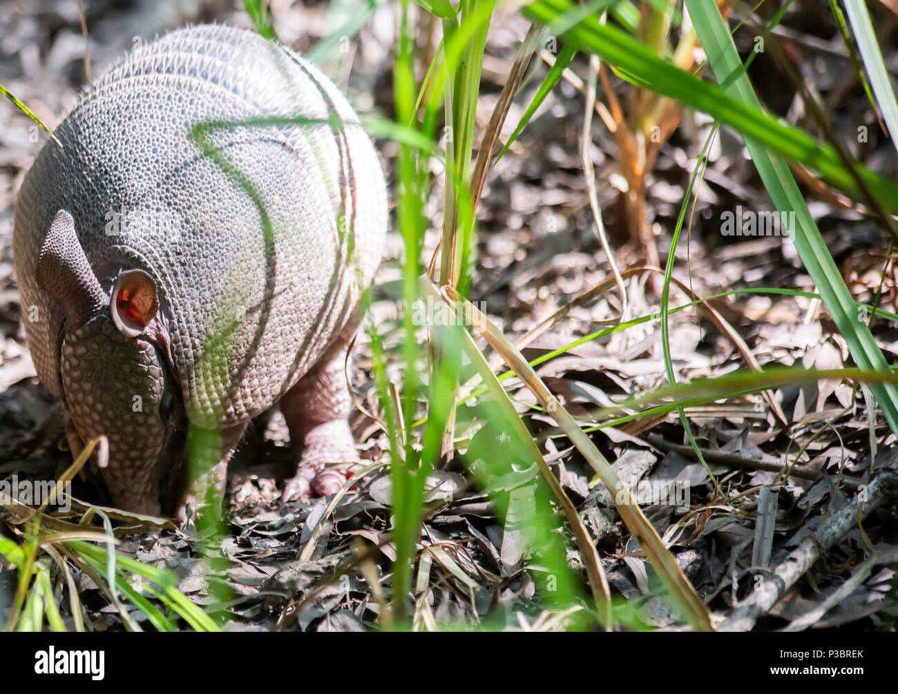 Nine banded armadillo texas hi-res stock photography and images - Alamy