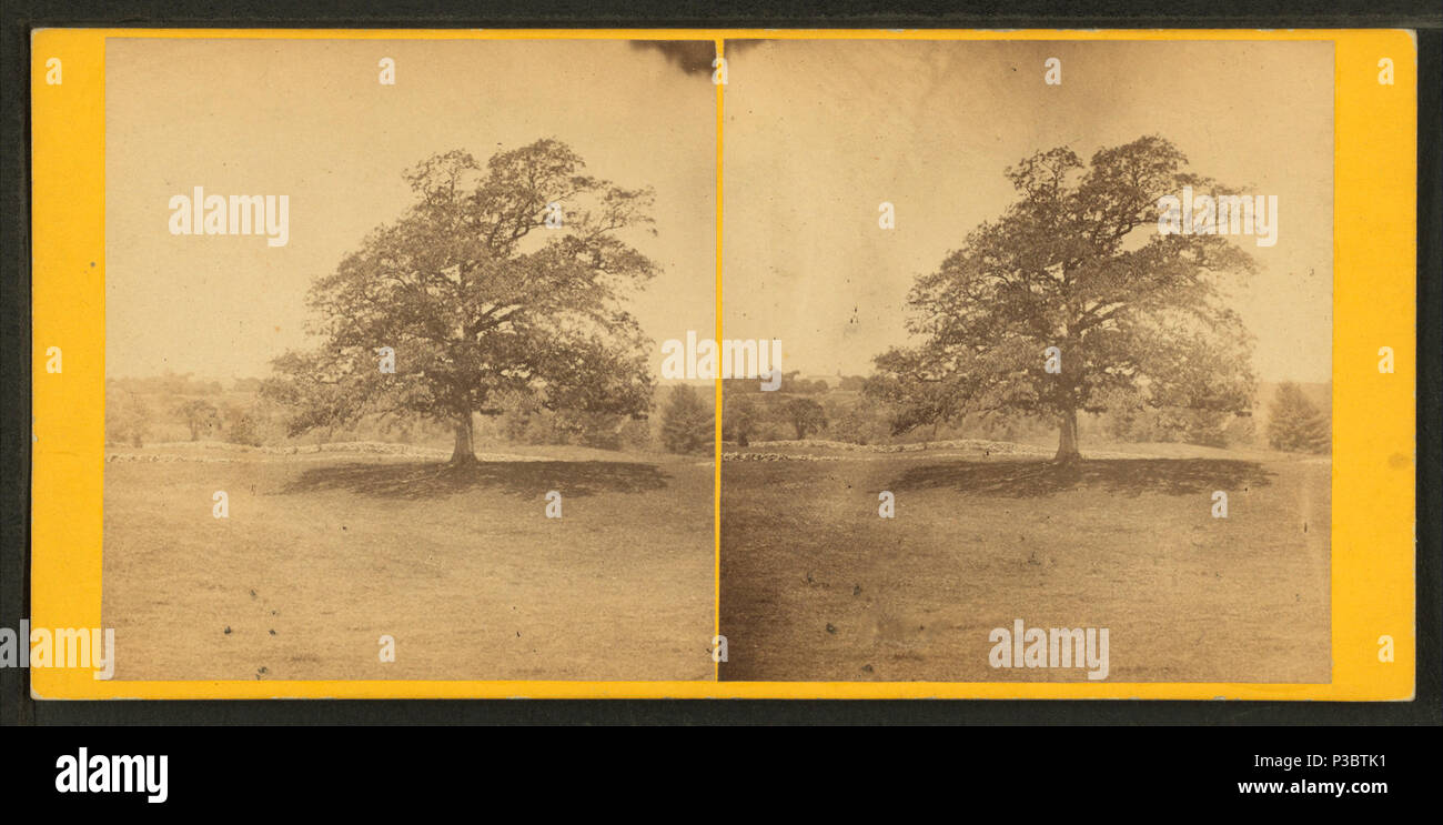 Old oak tree coverage hi-res stock photography and images - Alamy