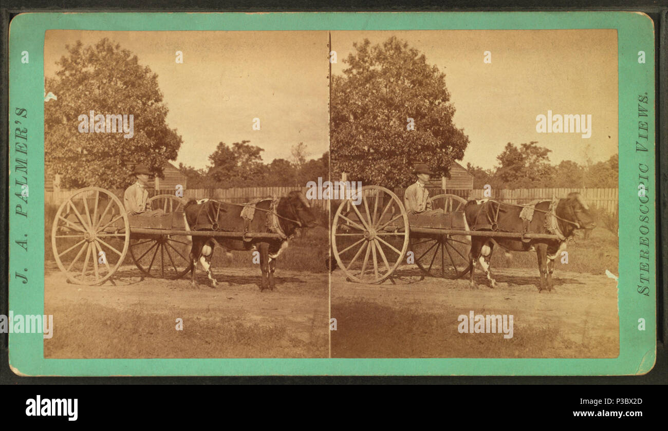 Ox ox ox ox cart hi-res stock photography and images - Alamy