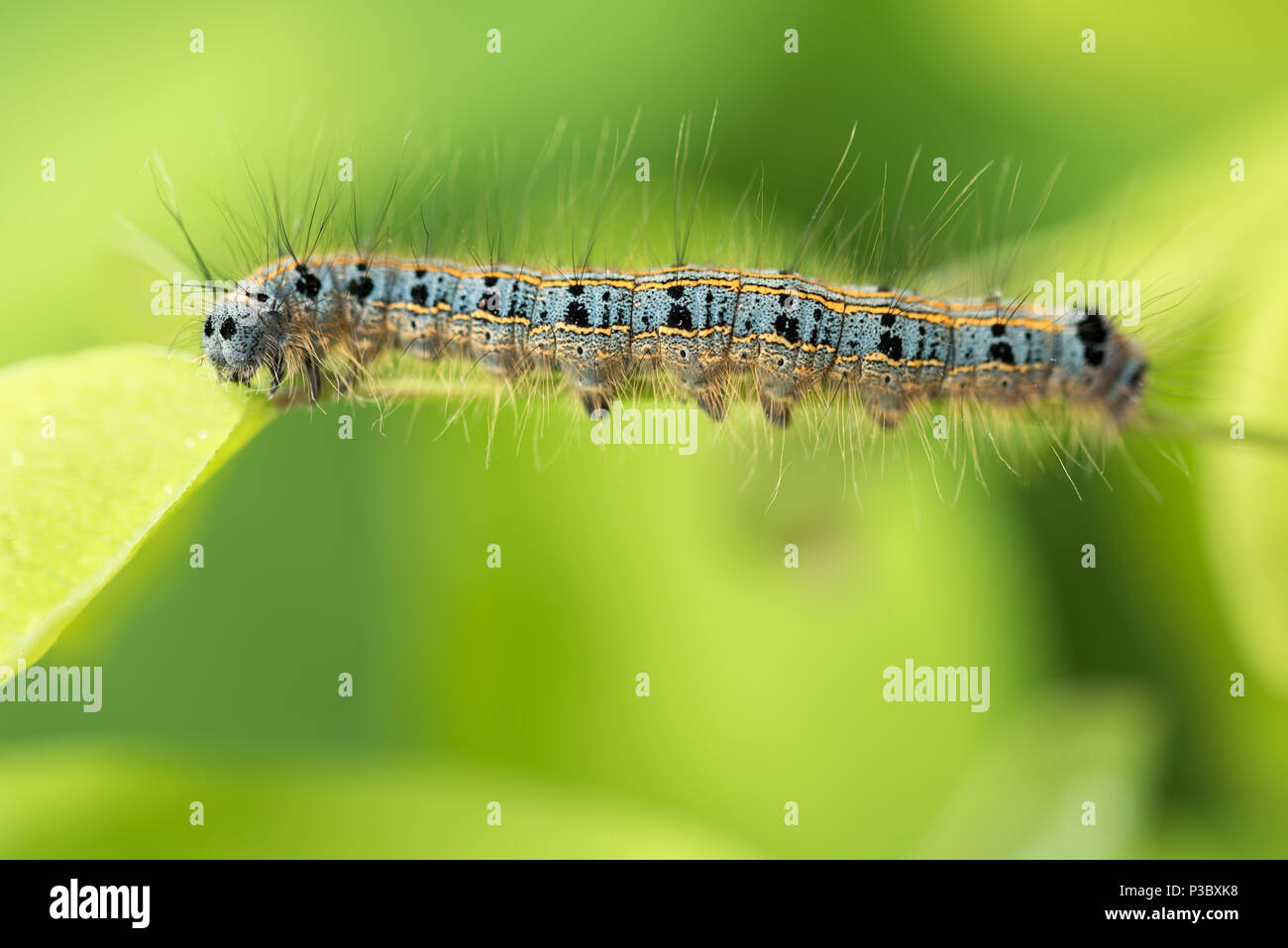 Caterpillar on leaf Stock Photo - Alamy