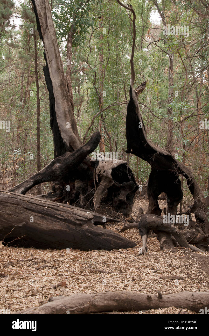 Burnt tree stump australia hi-res stock photography and images - Alamy