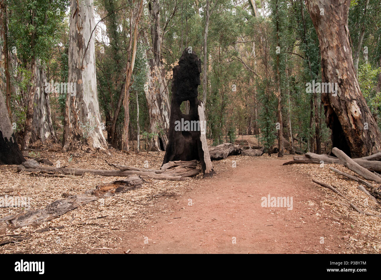 Burnt tree stump australia hi-res stock photography and images - Alamy