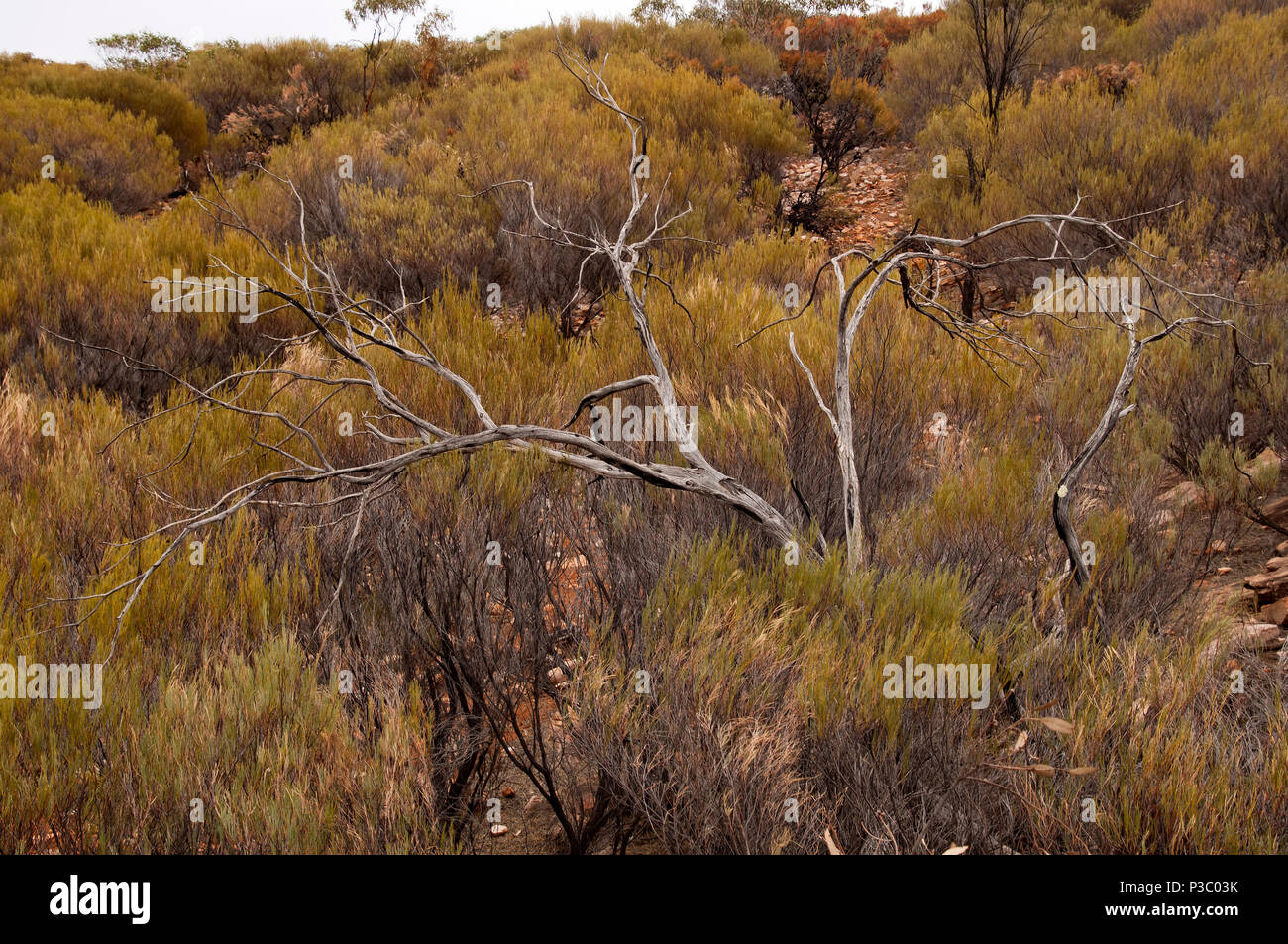 Native australian bush dead wood hi-res stock photography and images ...