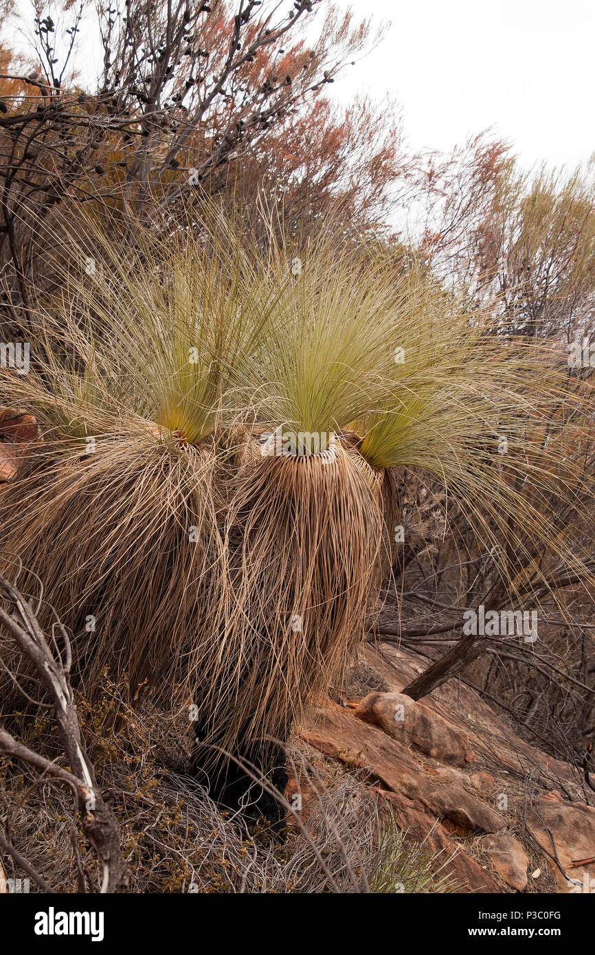 Wilpena Pound South Australia, yakka grass tree growing on slope Stock ...