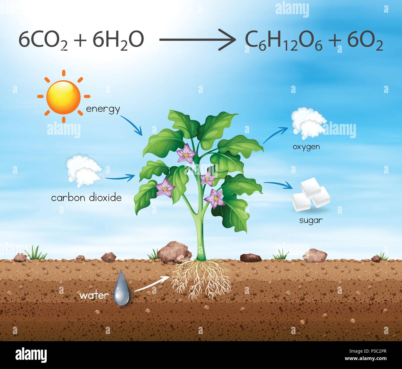 A Process of Tree Produce Oxygen illustration Stock Vector Image & Art ...