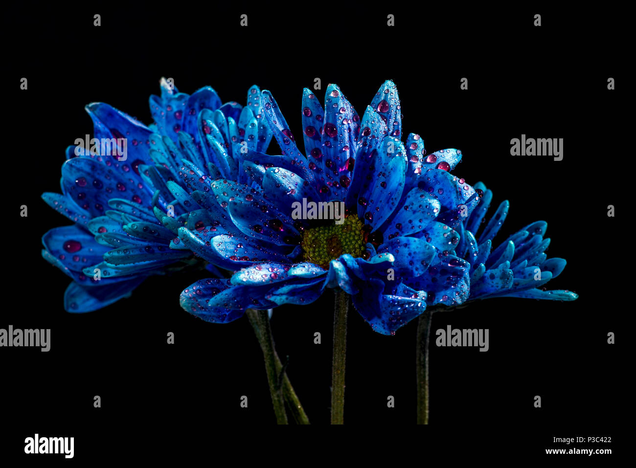 Colorful Flower on Solid Black Background Stock Photo - Alamy