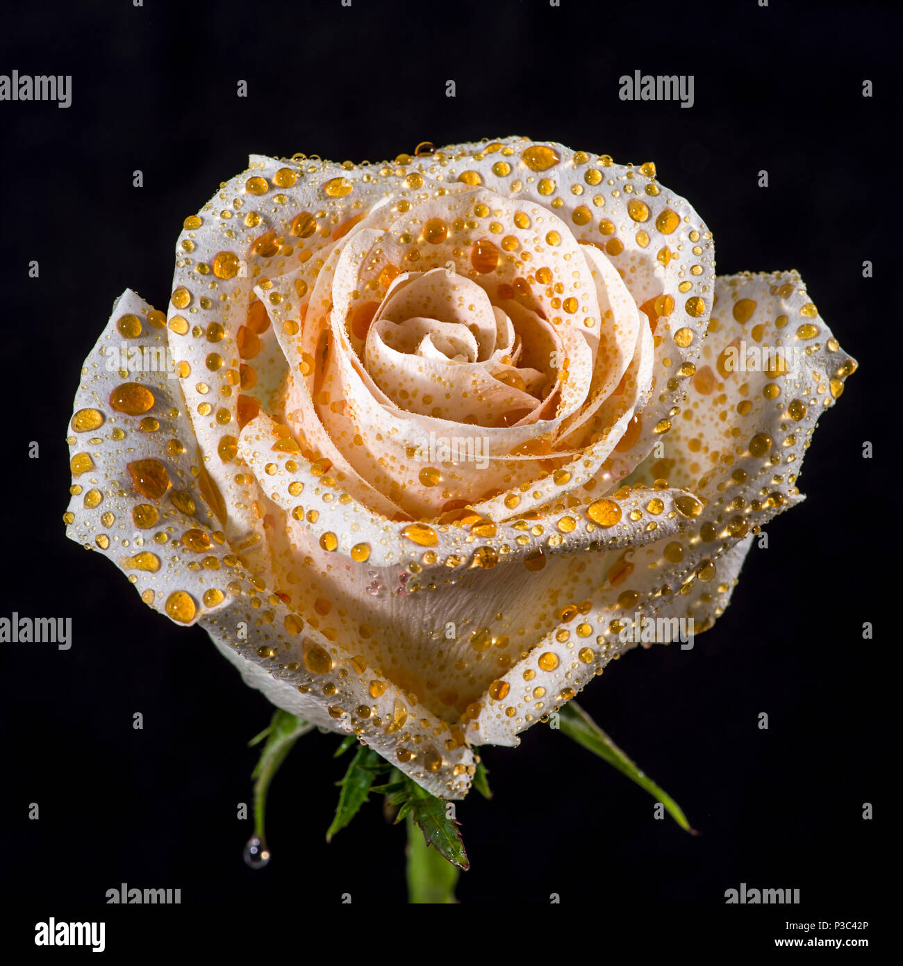 Colorful Flower on Solid Black Background Stock Photo - Alamy