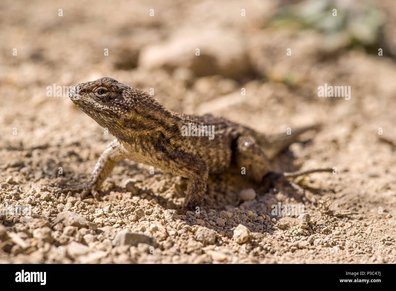 Lizard profile hi-res stock photography and images - Alamy