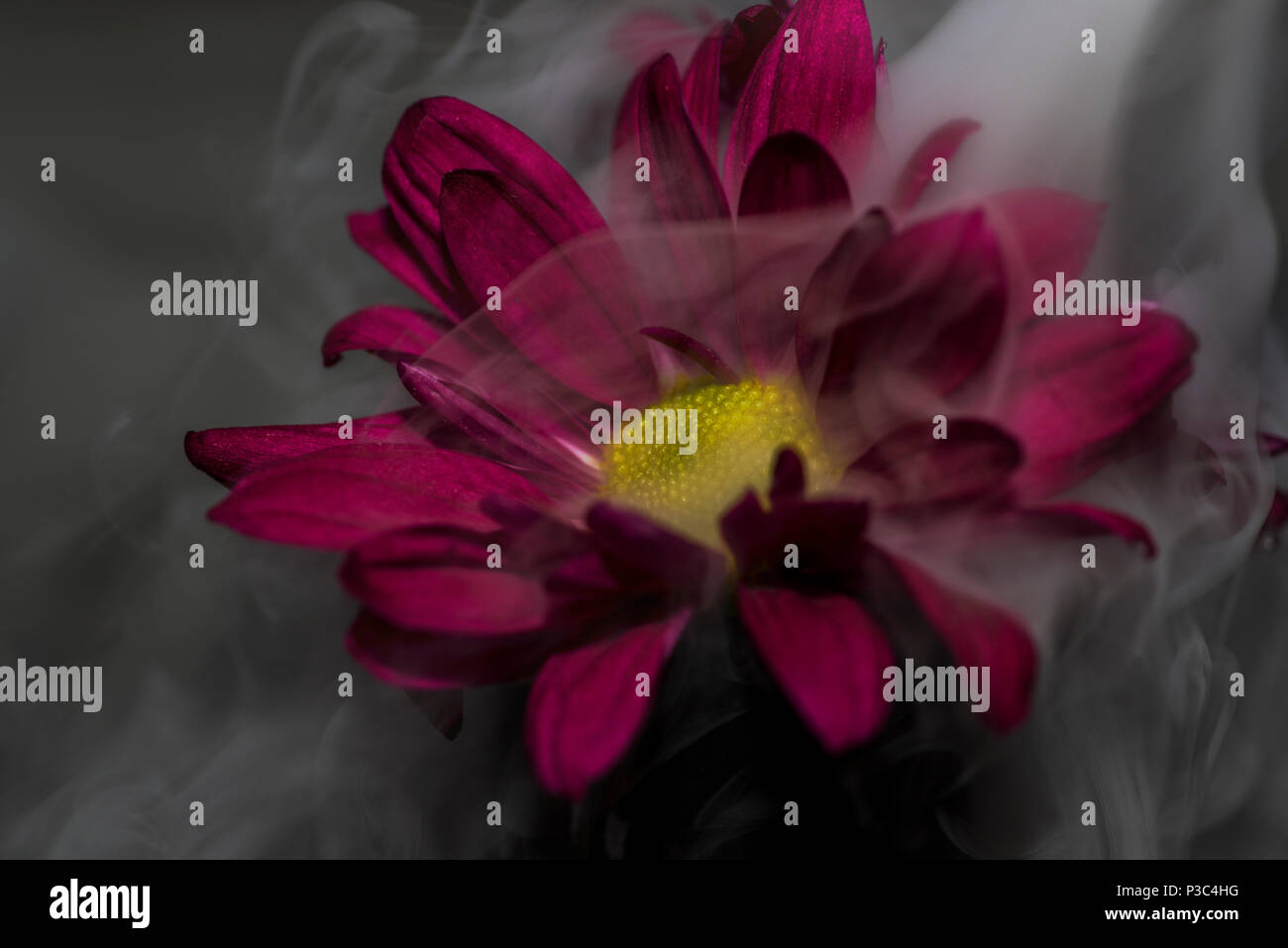 Flower in Smoke on Black Background Stock Photo - Alamy