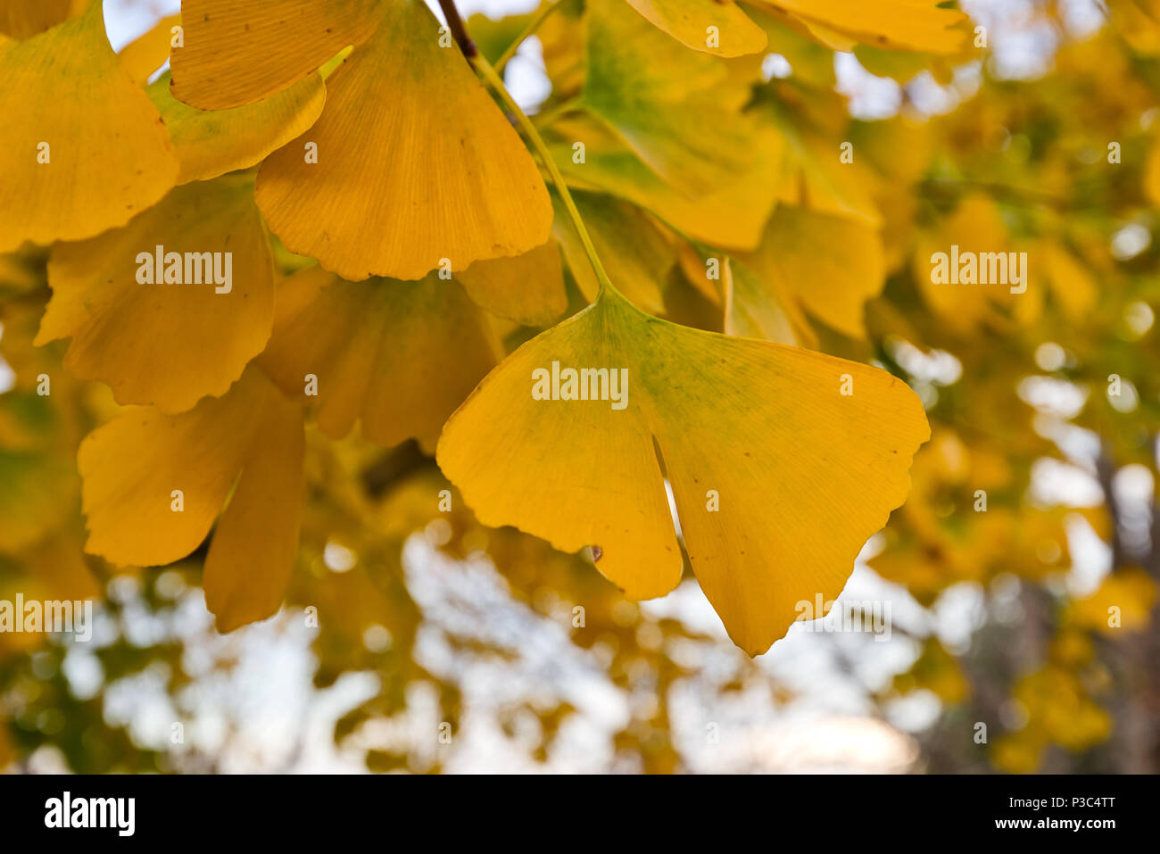 The Ginko tree in a garden with its leaves in Autumn colours Stock ...