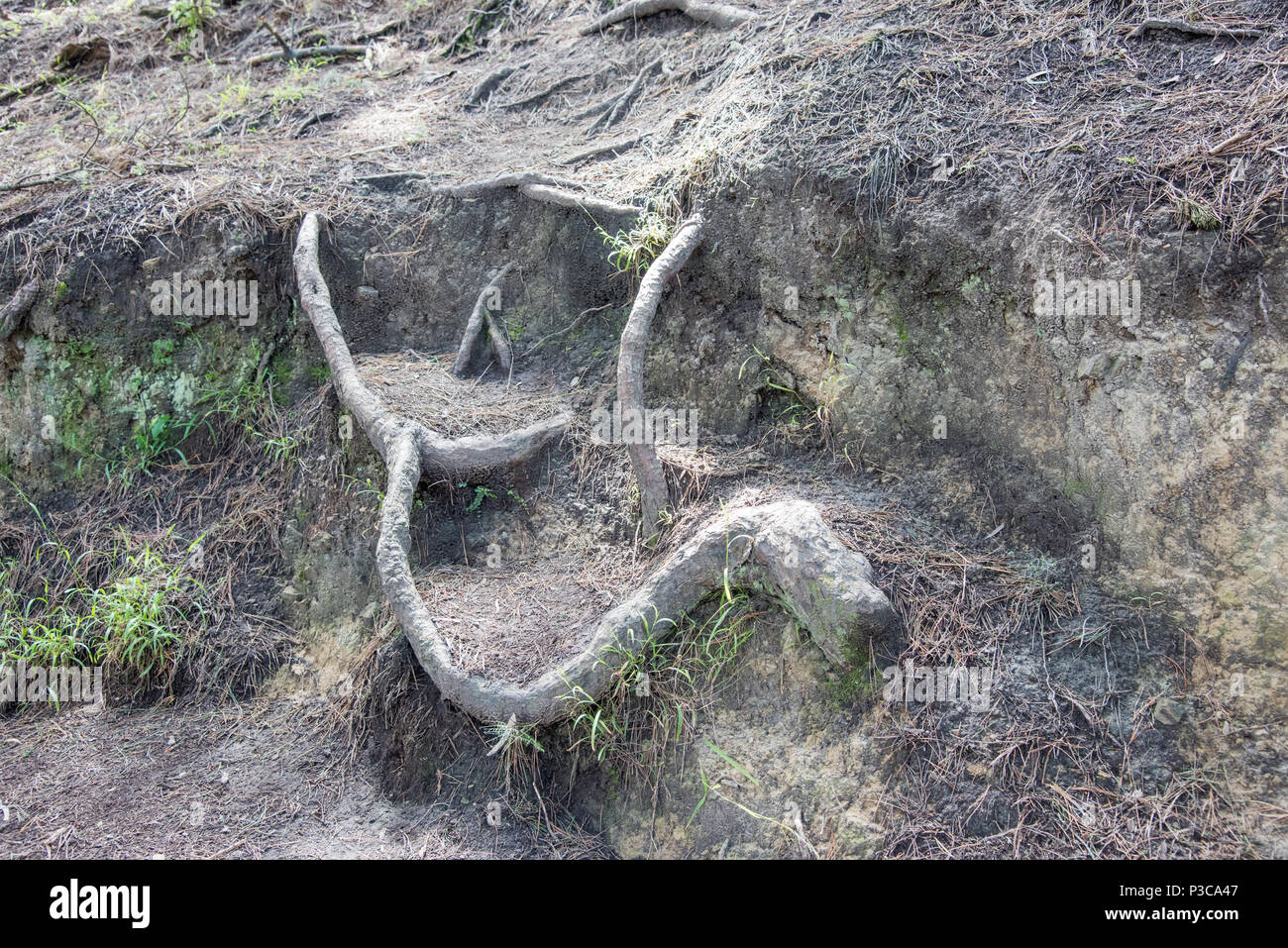 Tree root growing through forest floor in Mount Victoria in Wellington ...