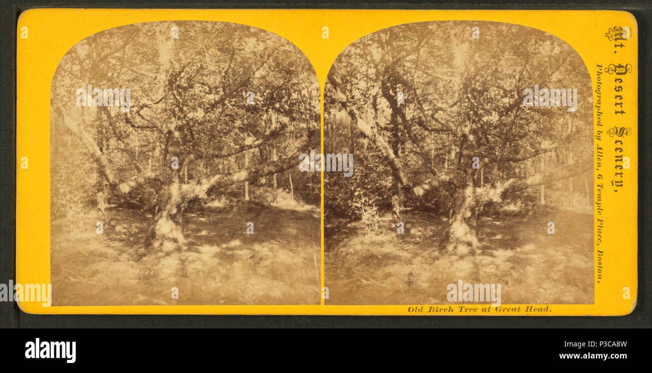 Old bearch tree hi-res stock photography and images - Alamy