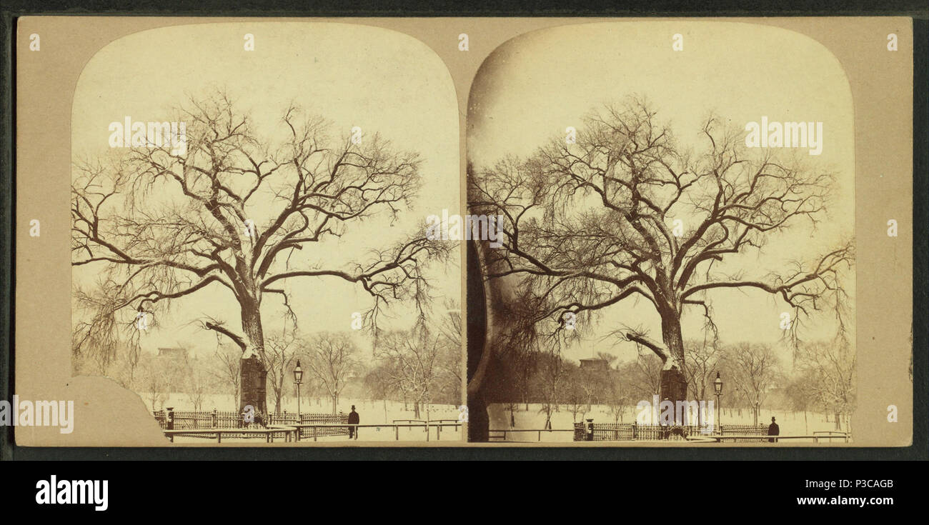 219 Old elm tree in winter, Boston Common, from Robert N. Dennis ...