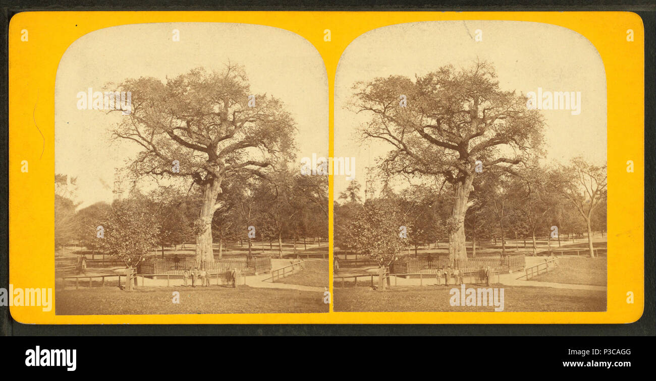 219 Old elm tree on Boston Common, by John B. Heywood 2 Stock Photo - Alamy