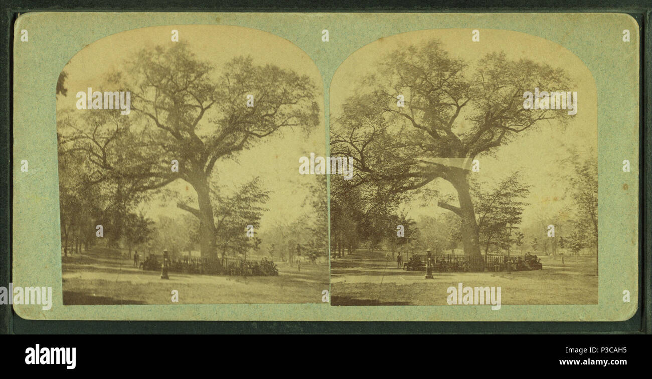 Old elm tree hi-res stock photography and images - Alamy