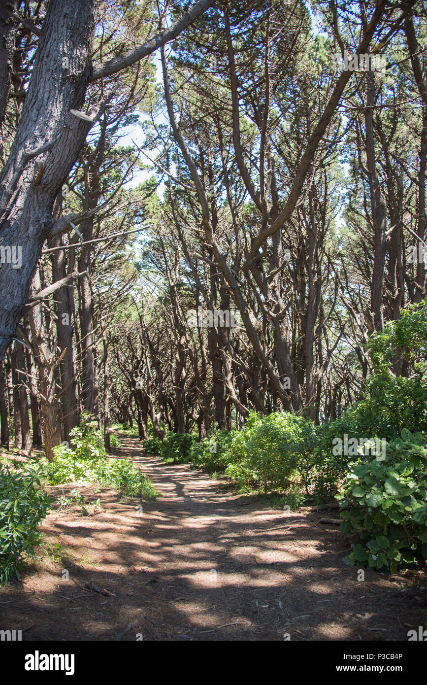 Lord of the rings film location in forest with path at Mount Victoria ...