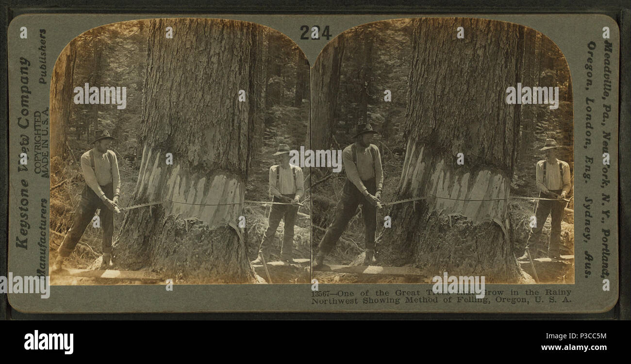 224 One of the great trees that grow in the rainy northwest, showing ...