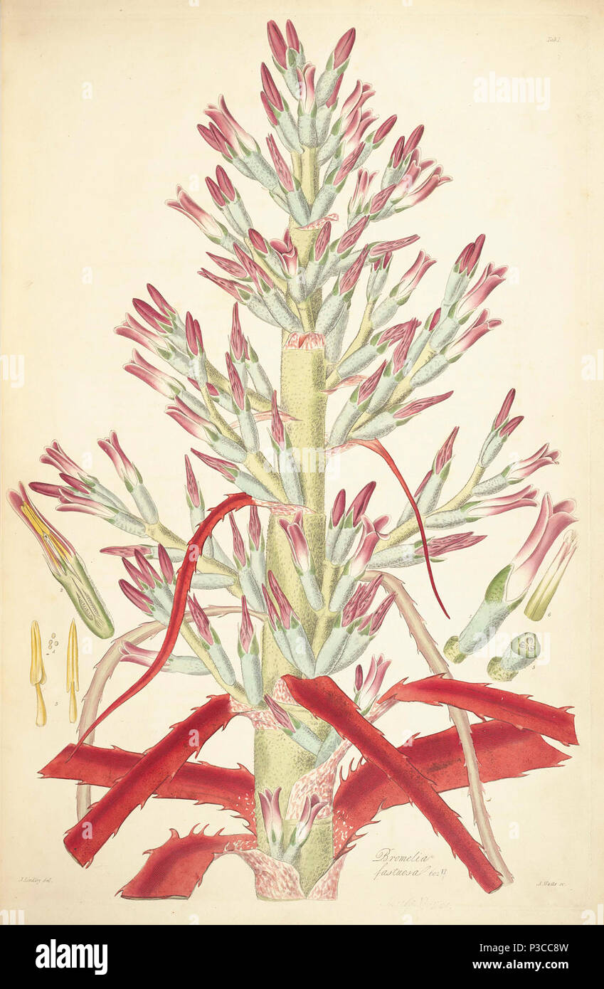 1 Bromelia fastuosa - John Lindley - Collectanea botanica (1821 Stock ...