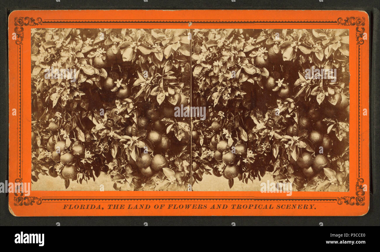 224 Orange tree, loaded with fruit, flowers, and buds, from Robert N ...