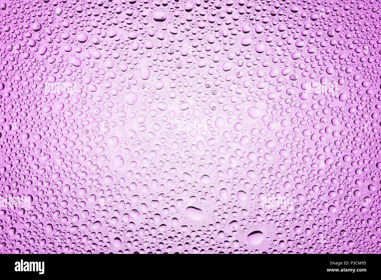 Close up of a water drops on a white and pink gradient background ...