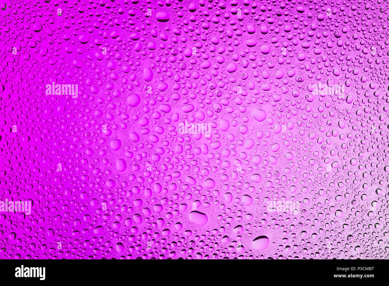 Close up of a water drops on a white and pink gradient background ...