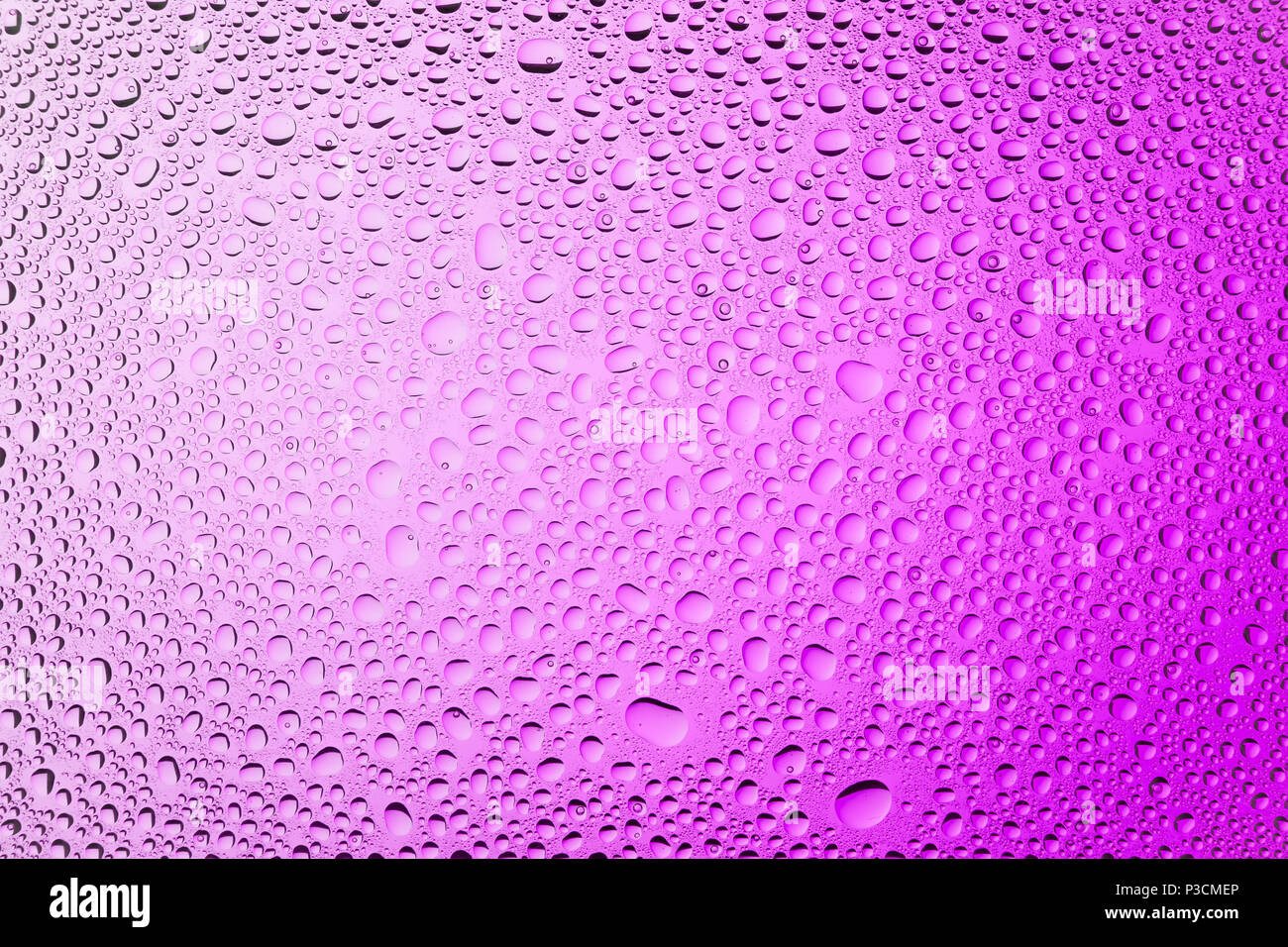 Close up of a water drops on a white and pink gradient background ...