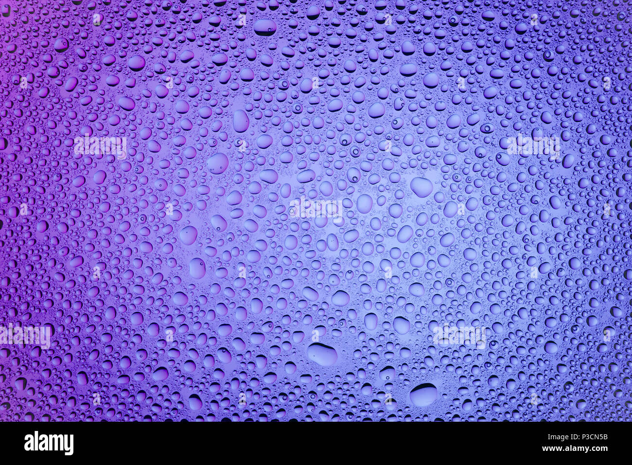 Close up of a water drops on a purple gradient background, covered with ...