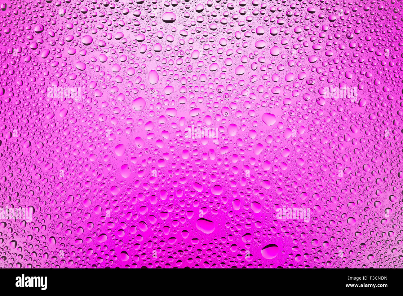 Close up of a water drops on a white and pink gradient background ...