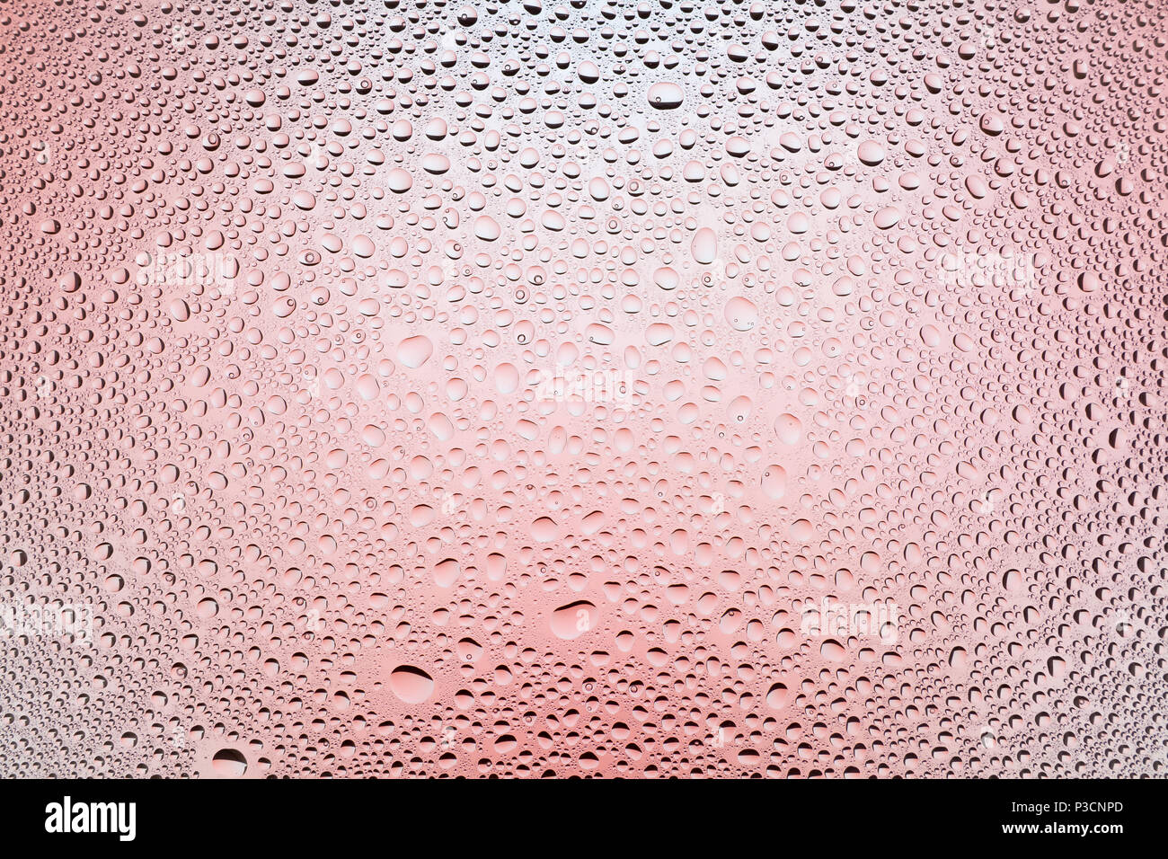 Close up of a water drops on a white and red gradient background ...