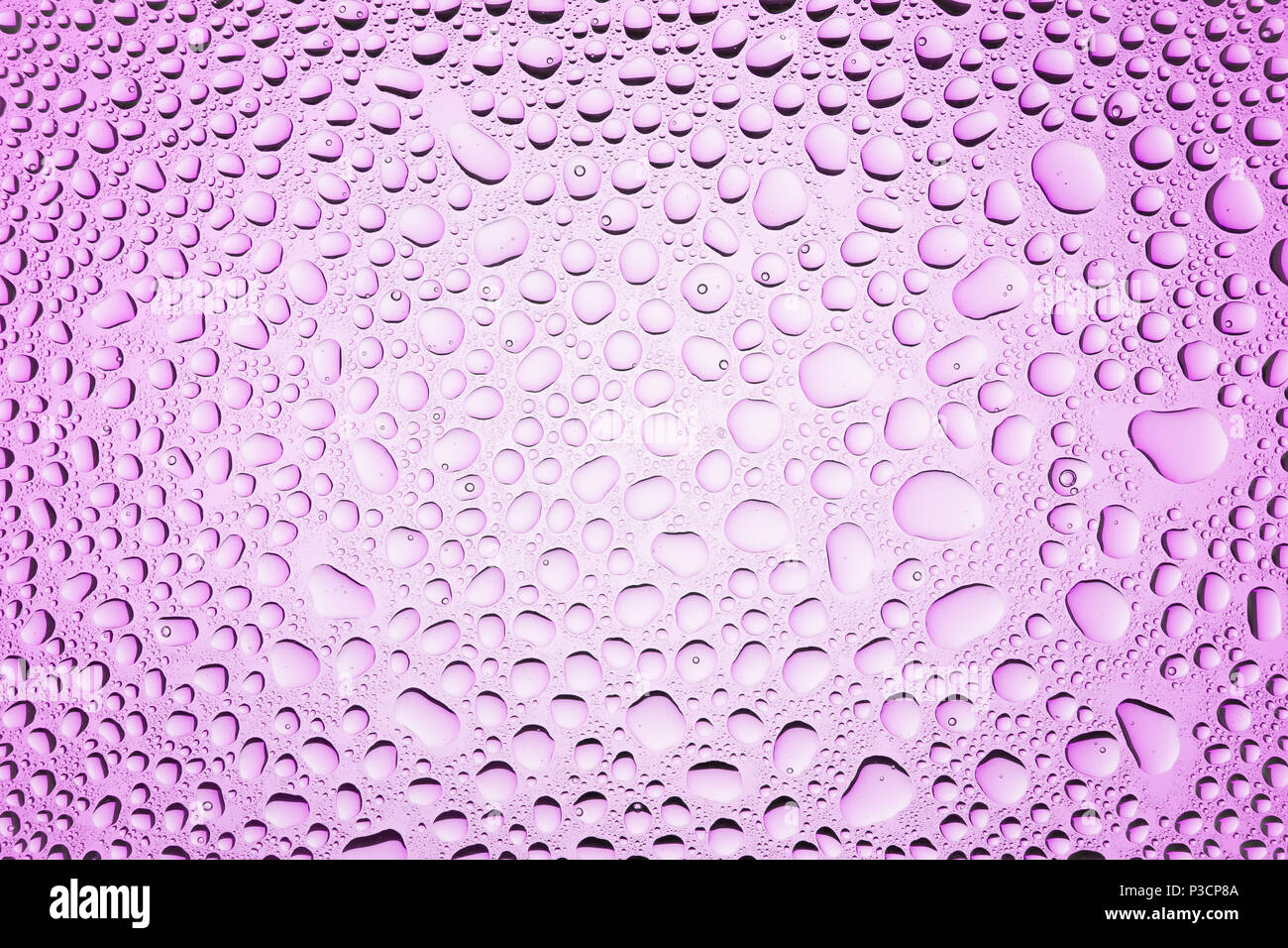 Close up of a water drops on a white and pink gradient background ...
