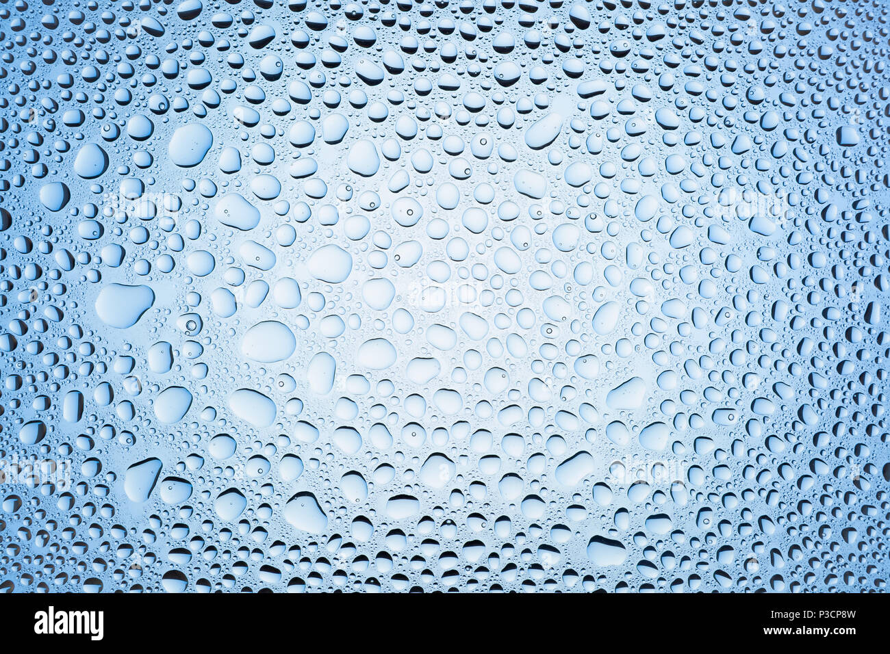 Close up of a water drops on a white and blue gradient background ...