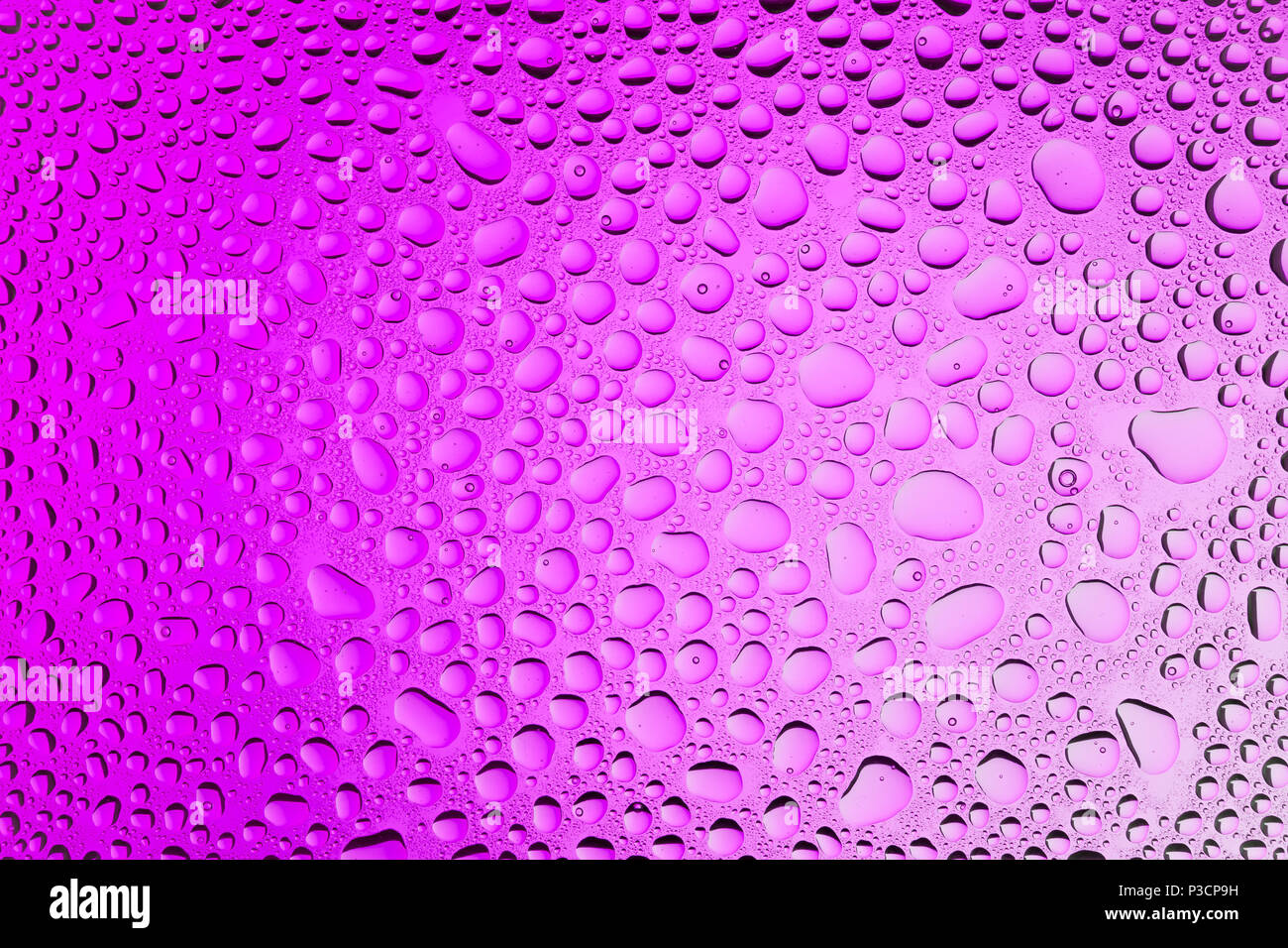 Close up of a water drops on a white and pink gradient background ...