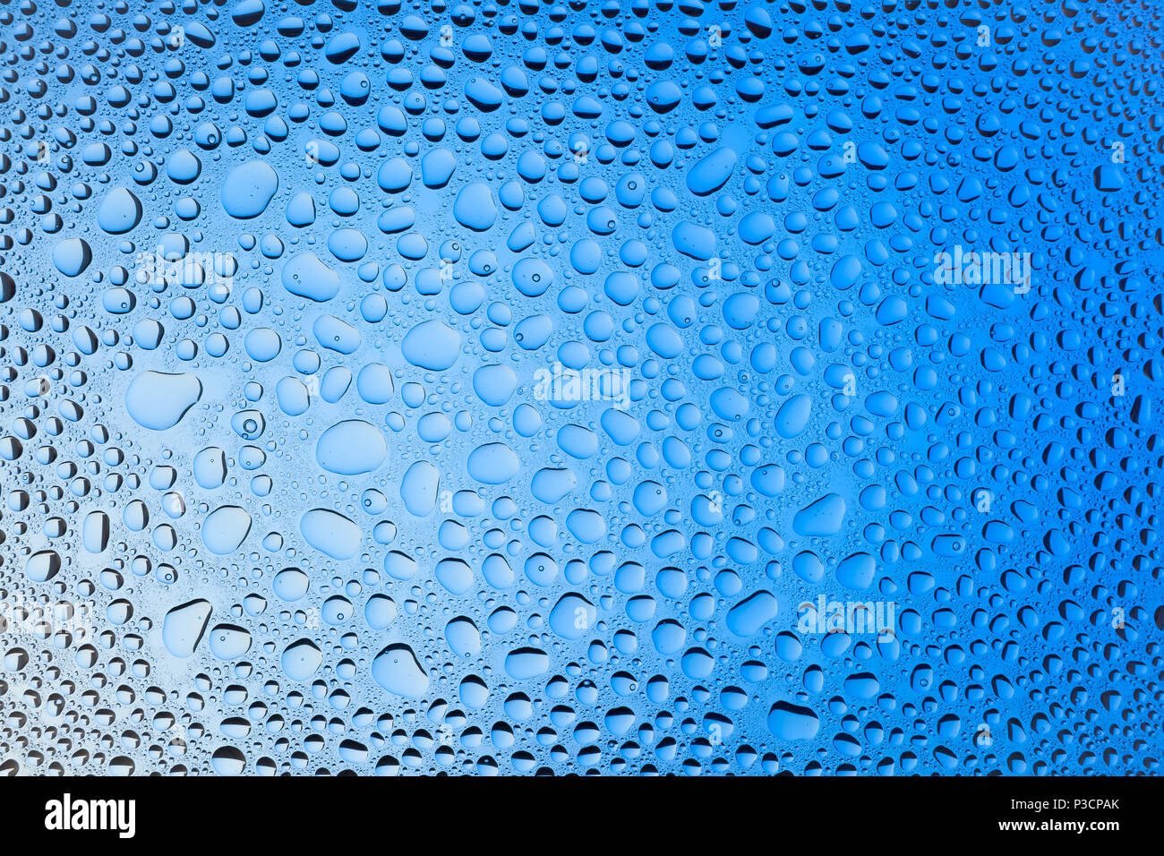 Close up of a water drops on a white and blue gradient background ...