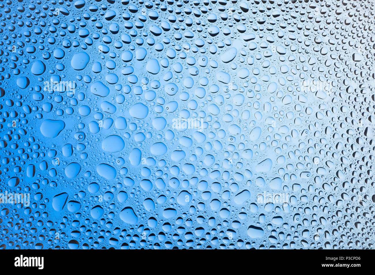 Close up of a water drops on a white and blue gradient background ...
